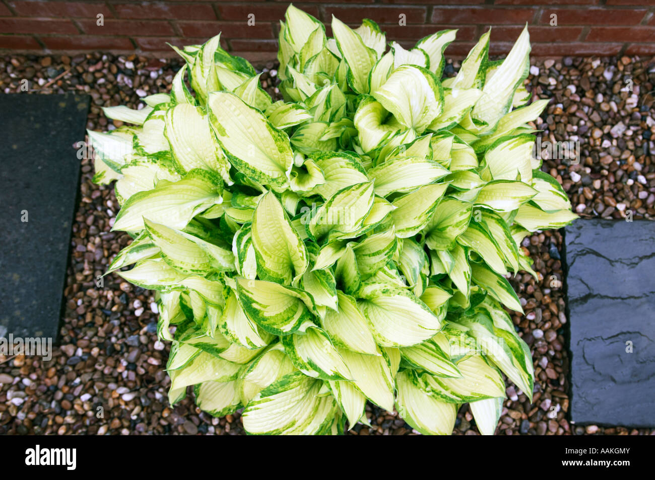 Yellow Hosta plant Stock Photo - Alamy