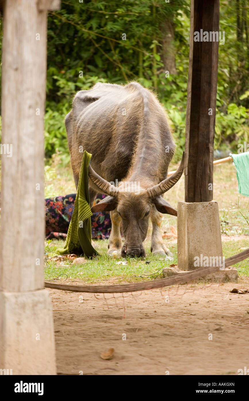 Water buffalo with clothing on its horn Don Det Laos Stock Photo - Alamy