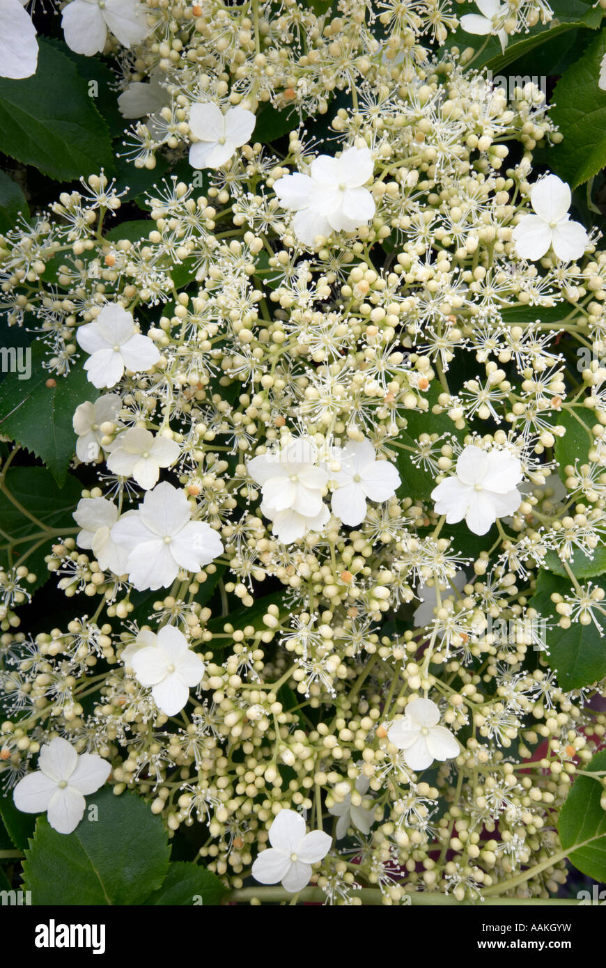 Hydrangea Anomala Petiolaris High Resolution Stock Photography and ...