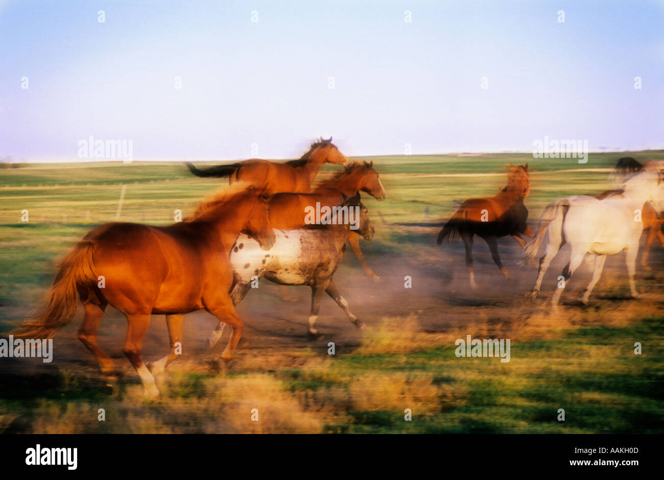 Horses running in field Stock Photo - Alamy