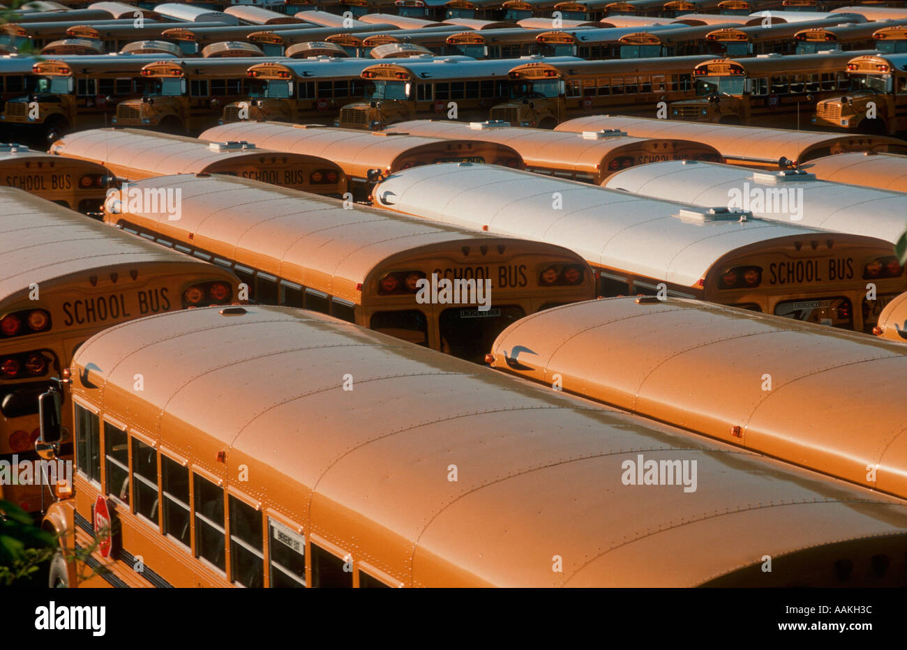 American yellow school buses Stock Photo - Alamy