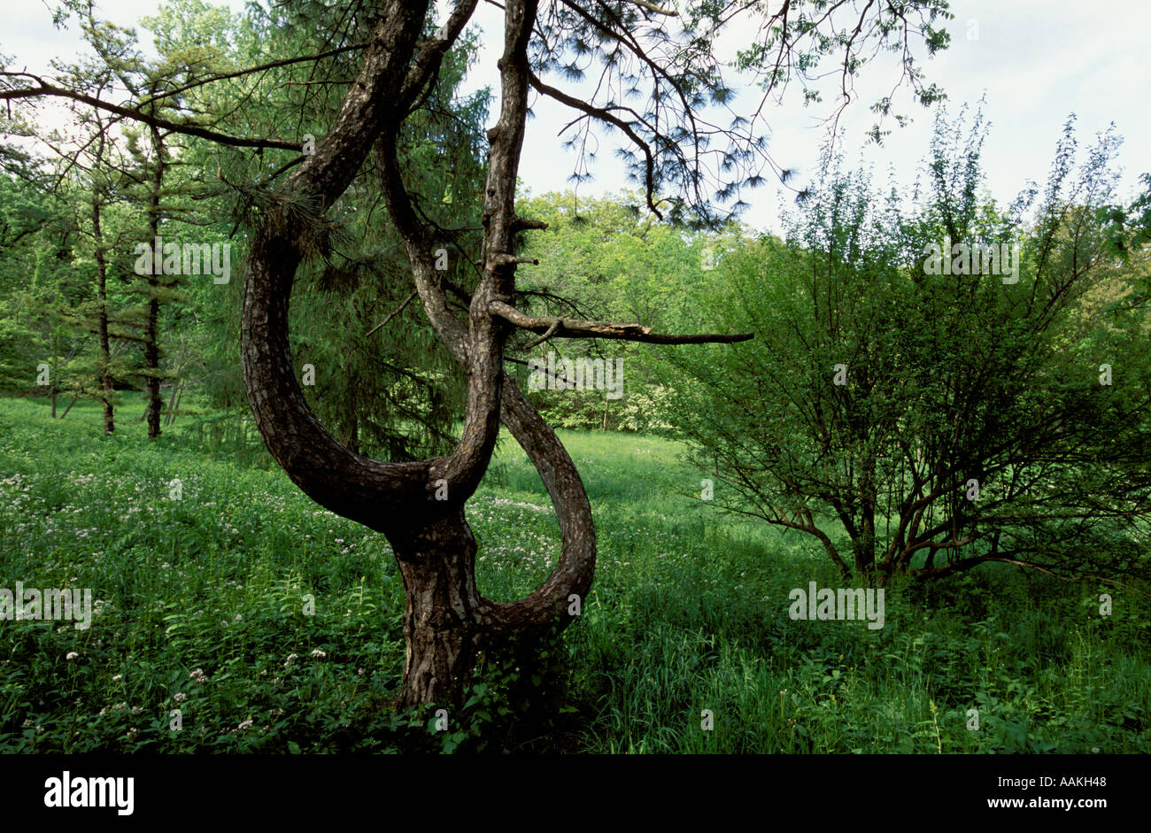 Branched Y Tree in Arbor Stock Photo - Alamy