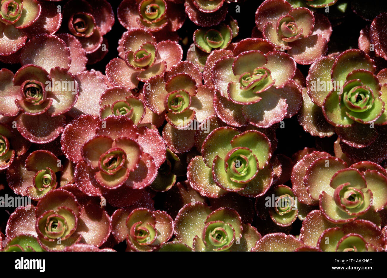 Rosette flower hi-res stock photography and images - Alamy