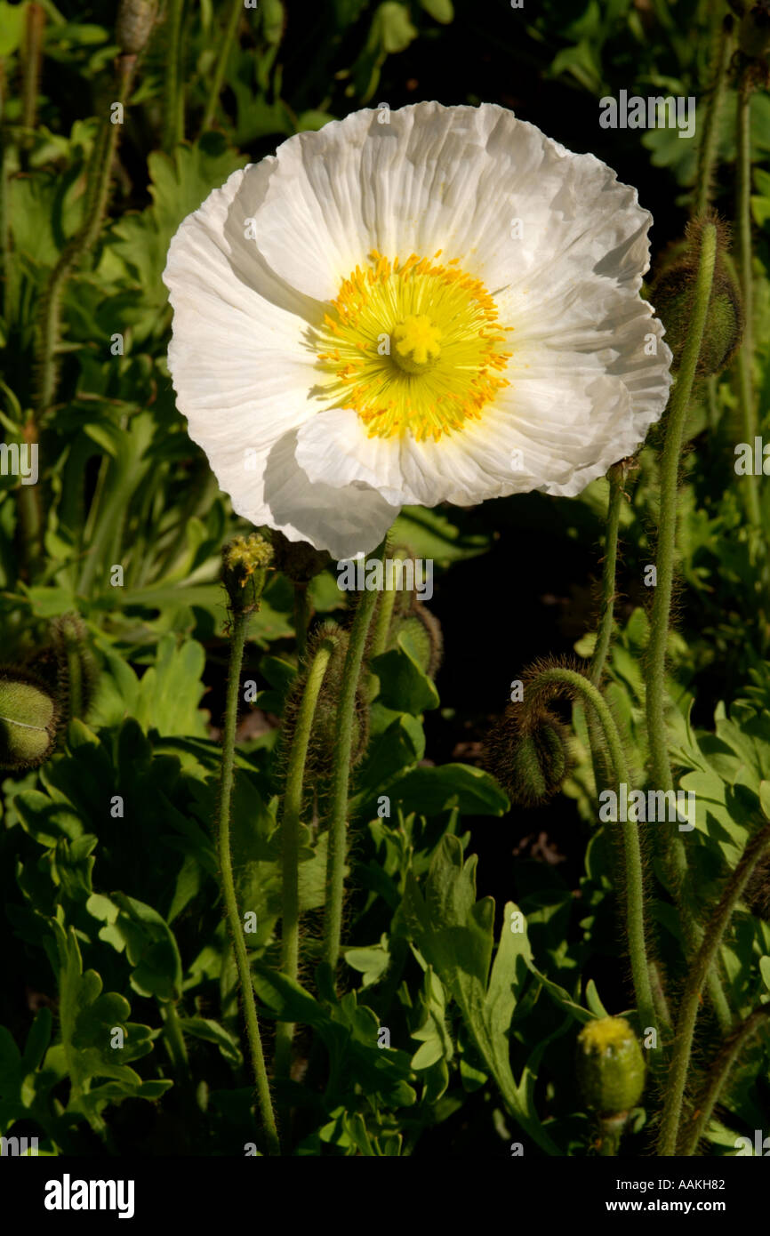 White New Zealand Poppy with Yellow Center Stock Photo - Alamy