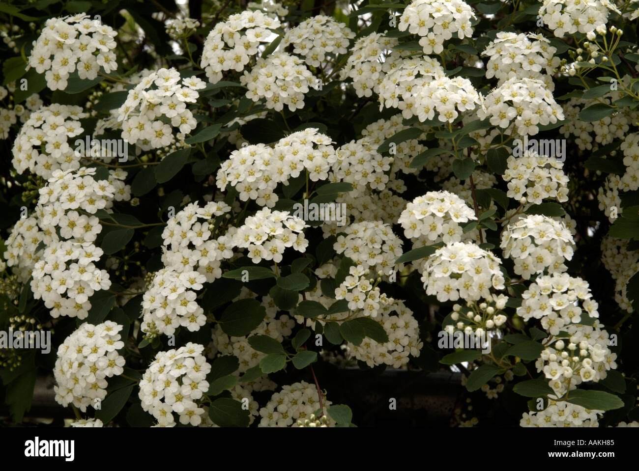 Small White Roses in Spring 1 Stock Photo - Alamy