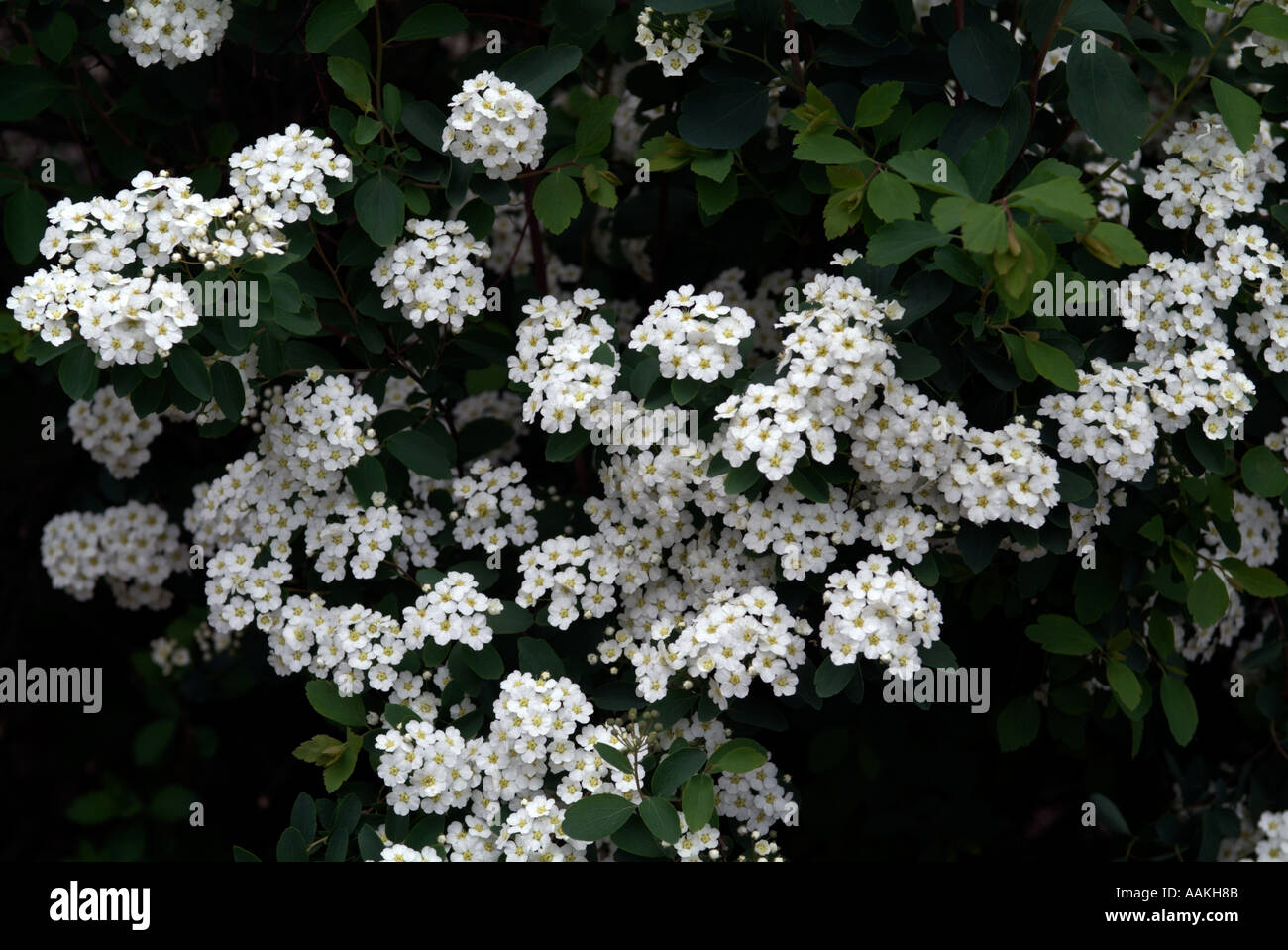 Small White Roses in Spring 2 Stock Photo - Alamy