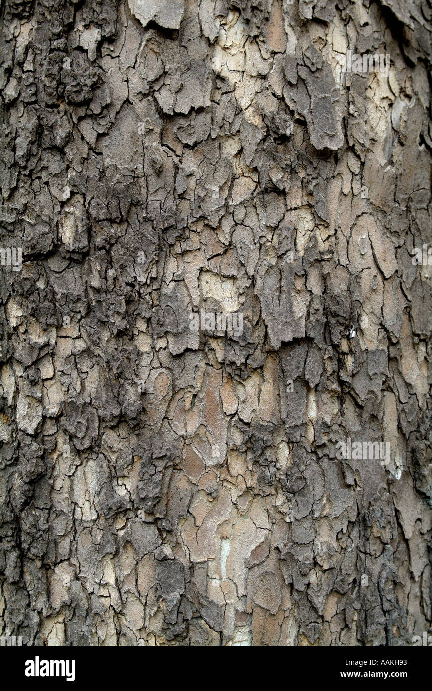 Sycamore Tree Bark Stock Photo - Alamy