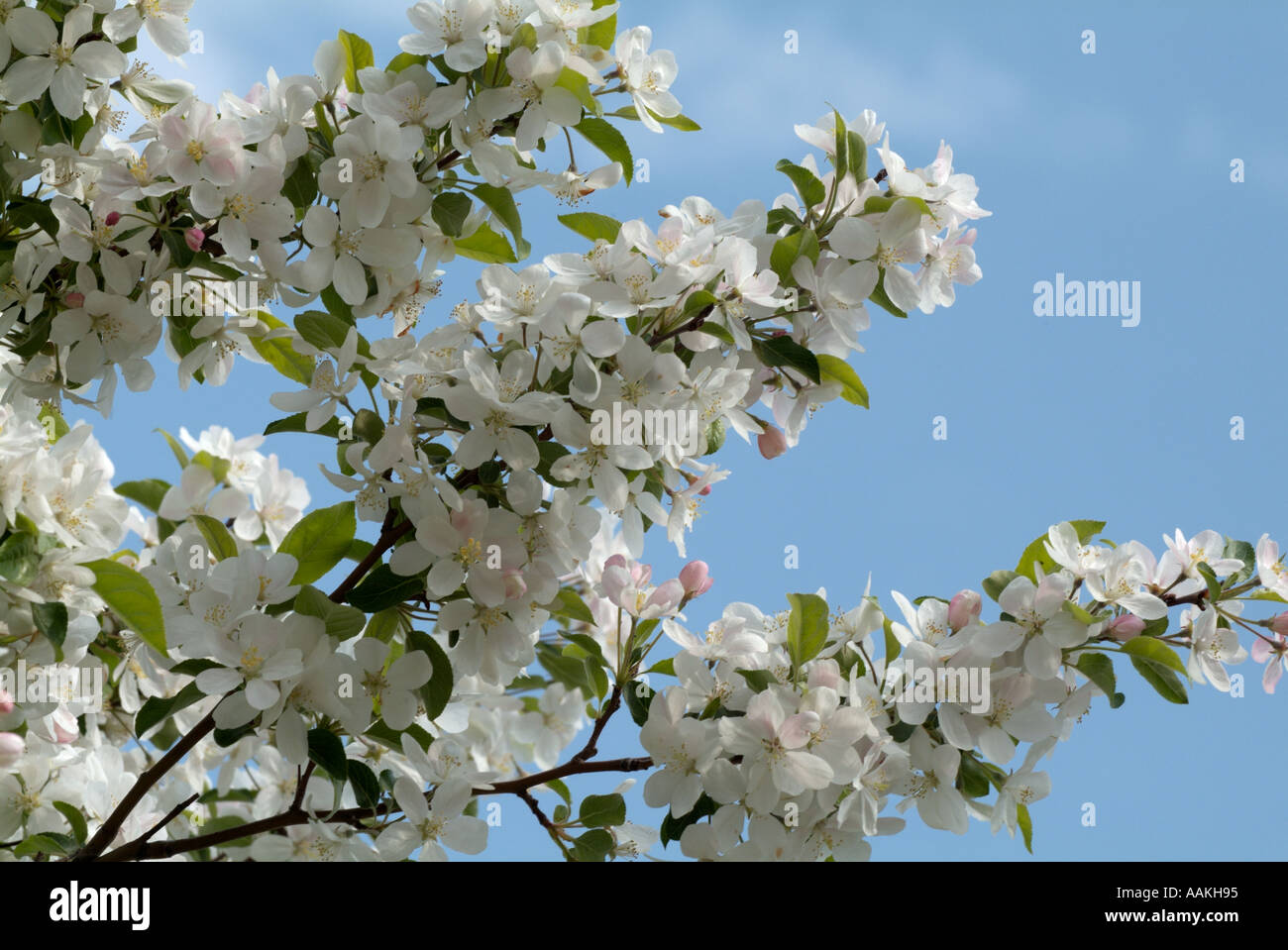Spring White Flowers Fill Tree Branches Stock Photo - Alamy