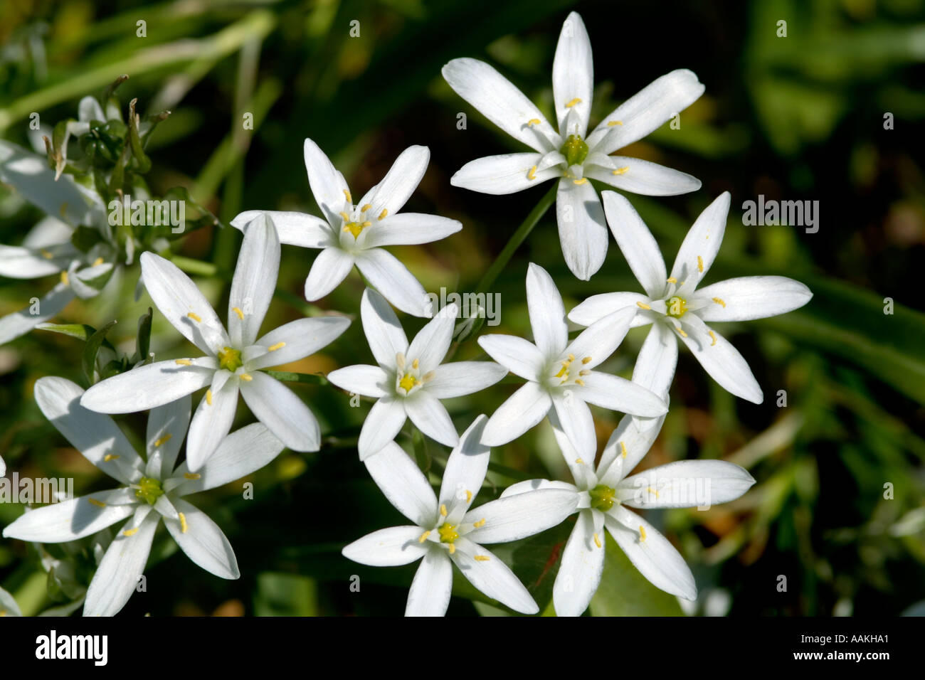 White Flower Group Stock Photo - Alamy