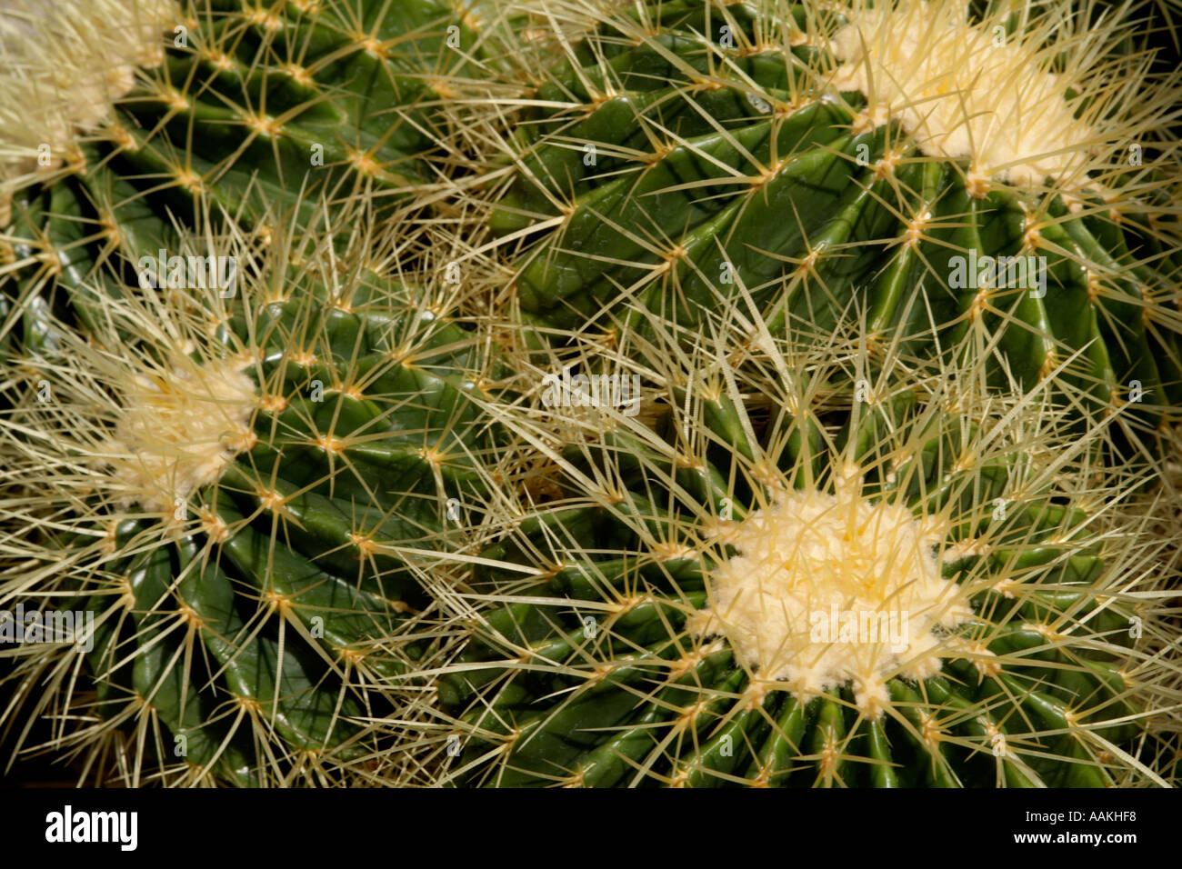 Barrel Cactus Group Stock Photo - Alamy