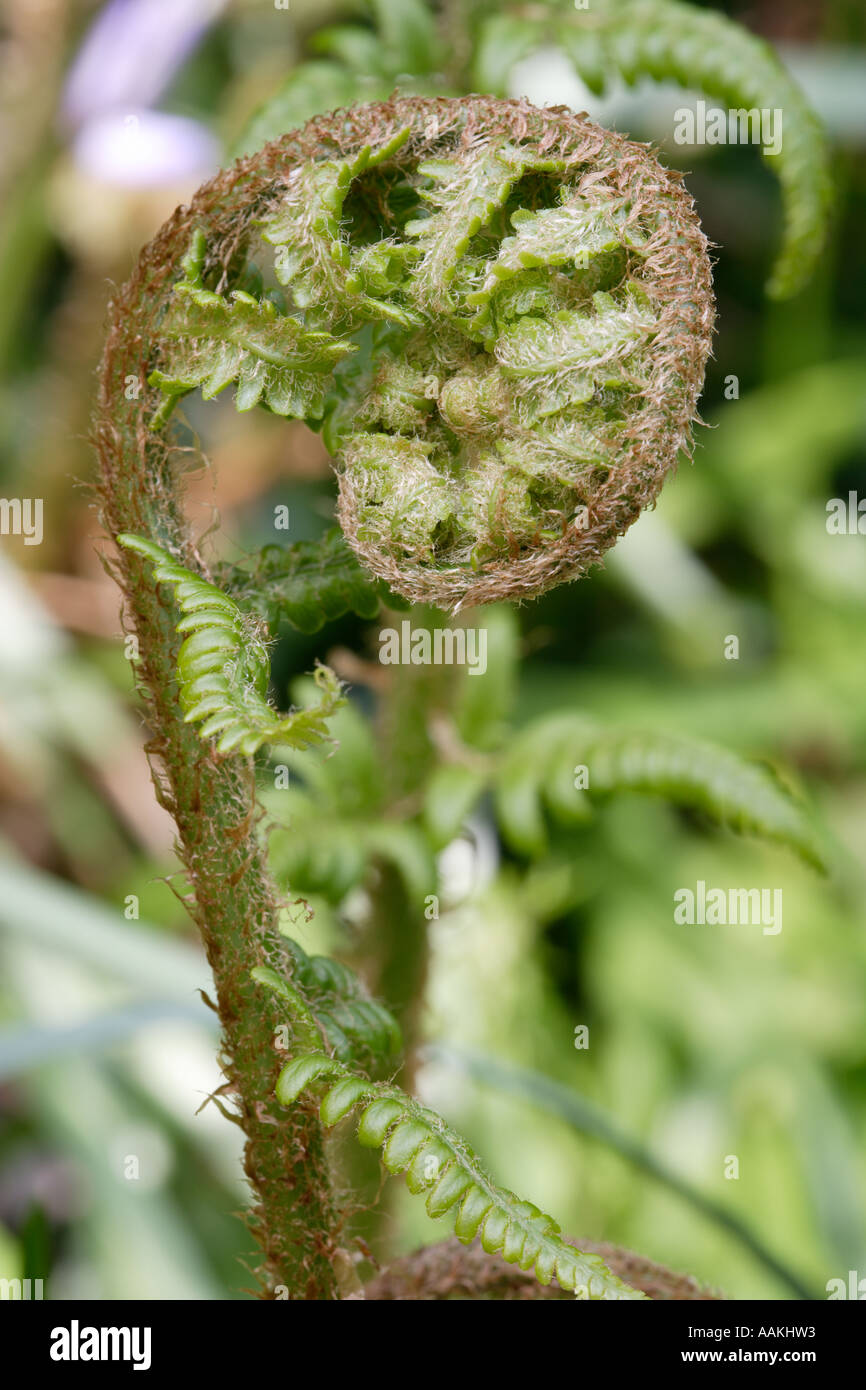 Bracken Fern Seedling High Resolution Stock Photography and Images - Alamy