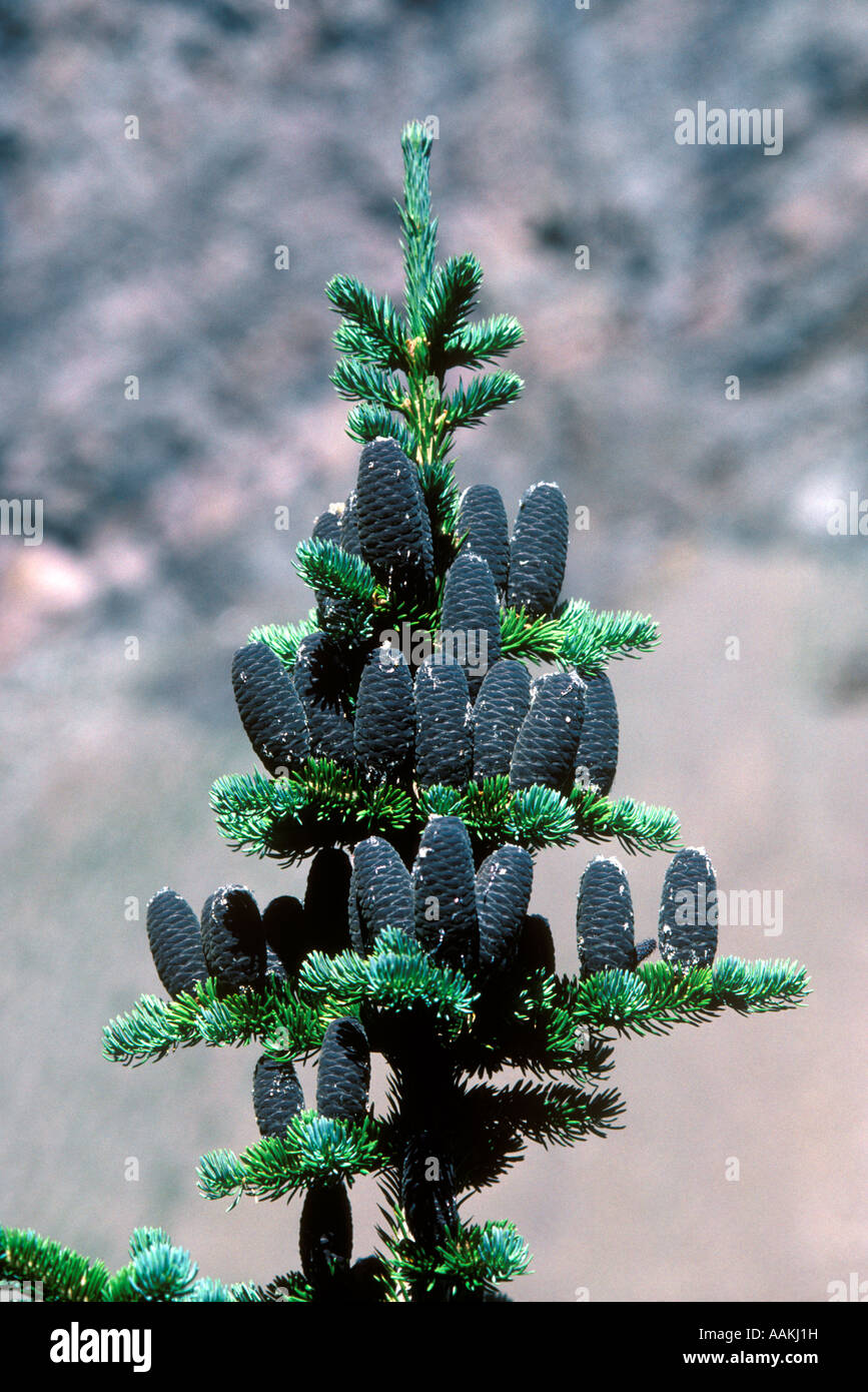 Sub alpine evergreen tree hi-res stock photography and images - Alamy