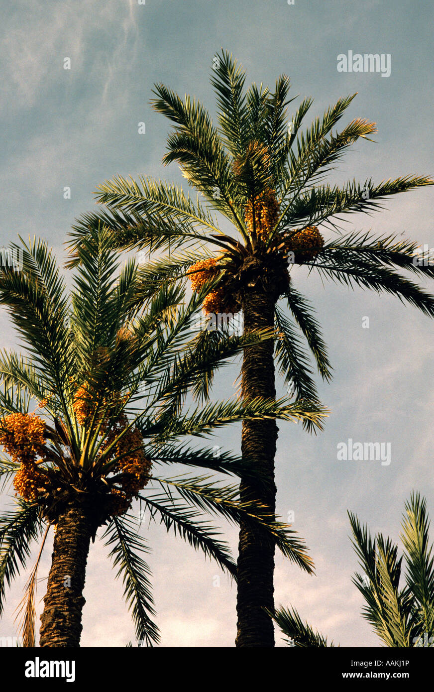 DATE PALM TREES AT SUNRISE MOROCCO Stock Photo - Alamy