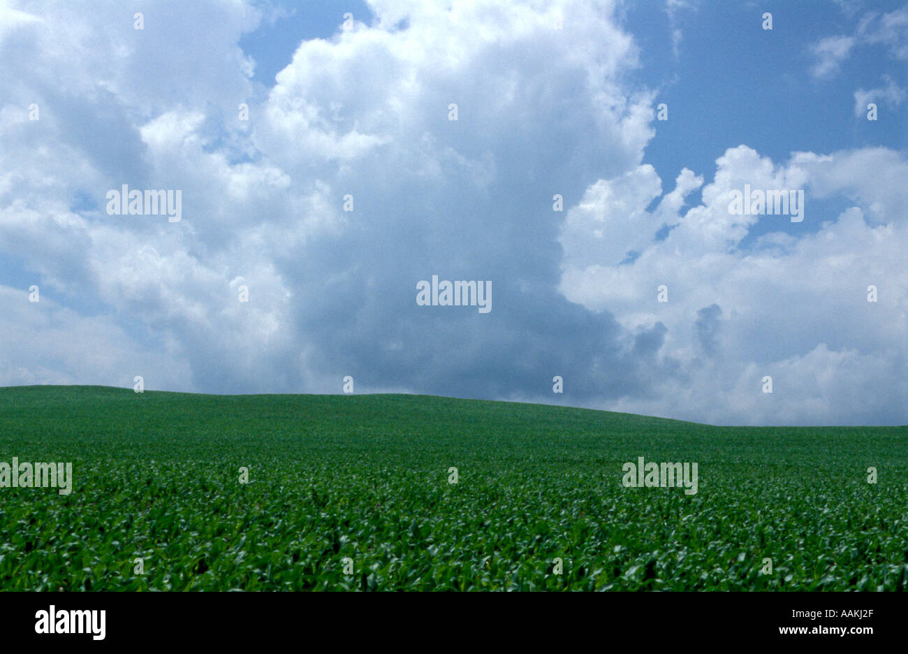 Corn Field and Cloud Landscape Midwest USA Stock Photo - Alamy
