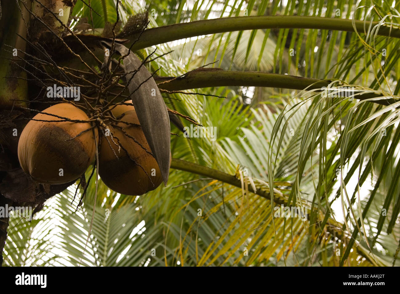 Coconuts on tree Ben Tre Vietnam Stock Photo - Alamy