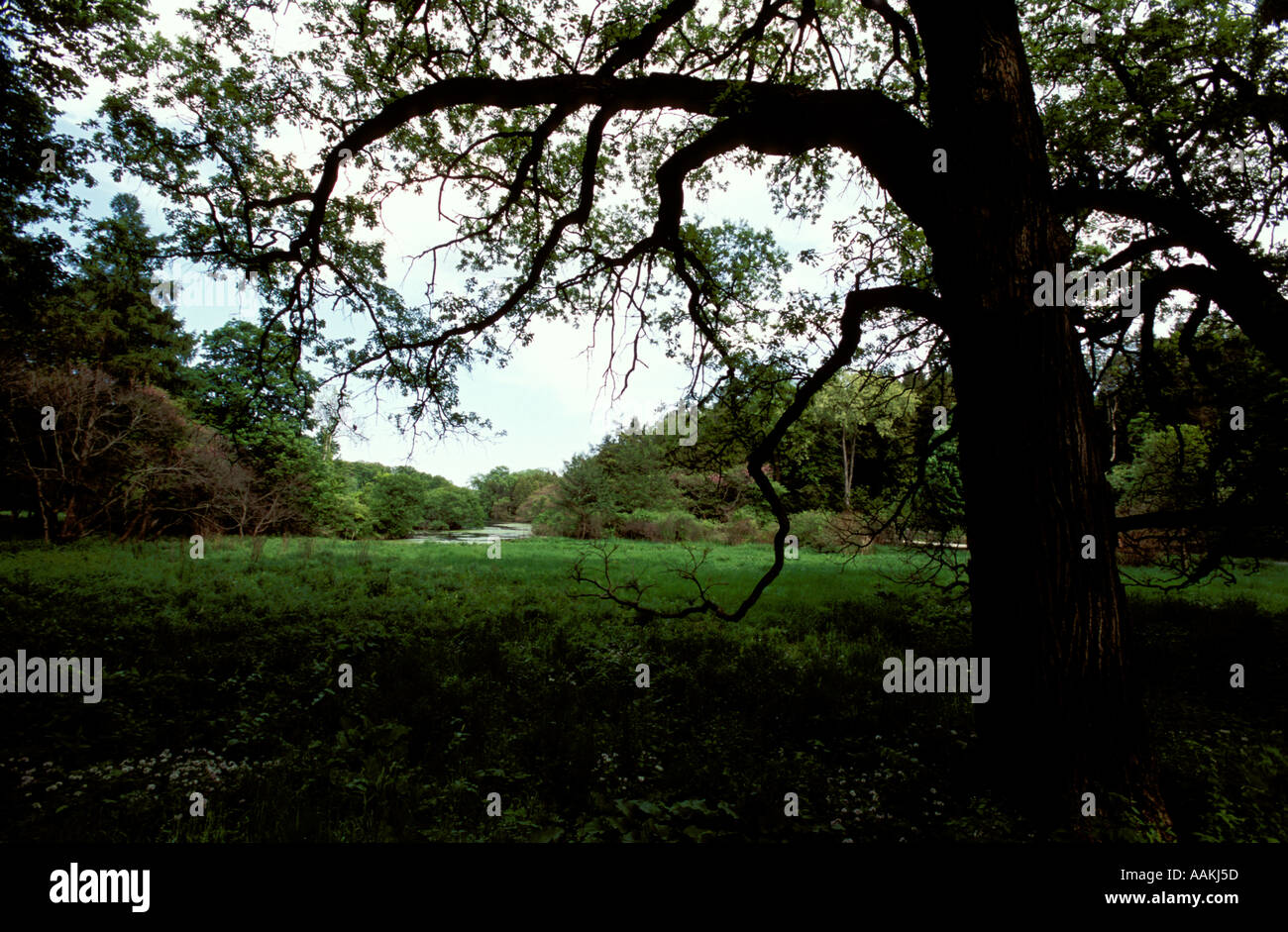Tree Landscape with River in Far Background Stock Photo - Alamy