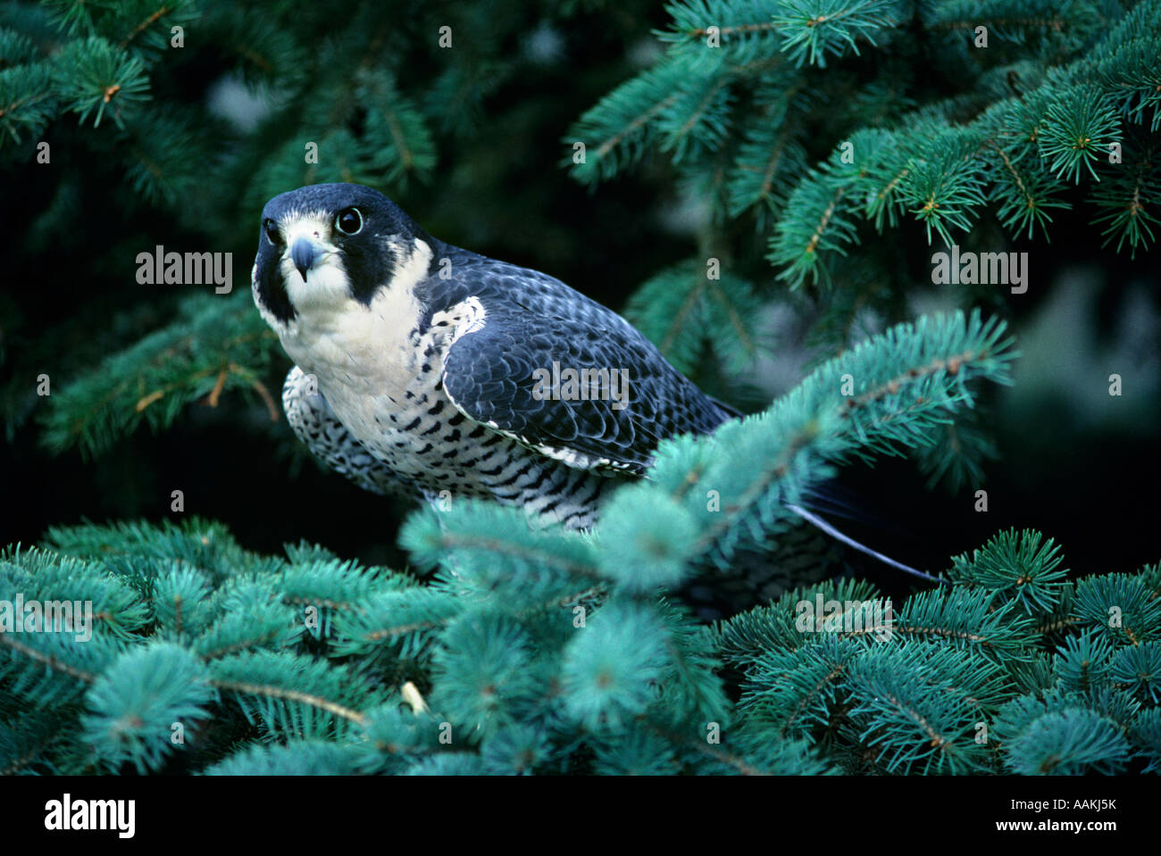 PEREGRINE FALCON Falco peregrinus SITTING ON PINE TREE BRANCH Stock ...