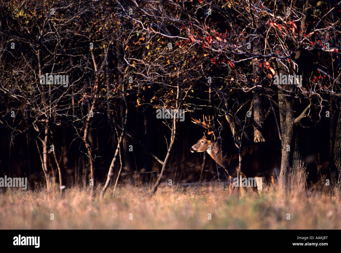WHITETAIL DEER Odocoileus virginianus BUCK 11 POINTS Stock Photo - Alamy