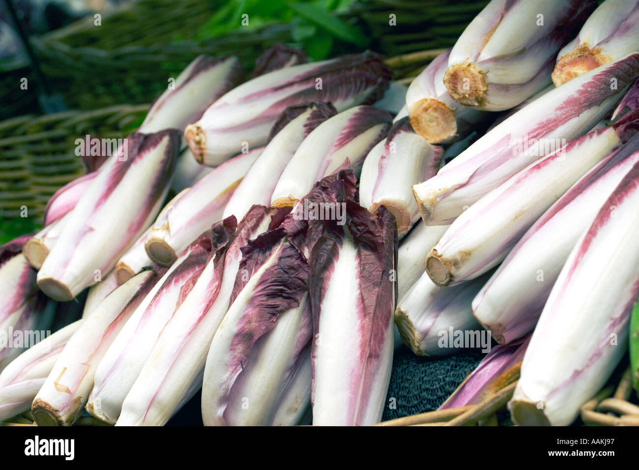 chicory witloof chickory belgian endive endive chicon escarole ...