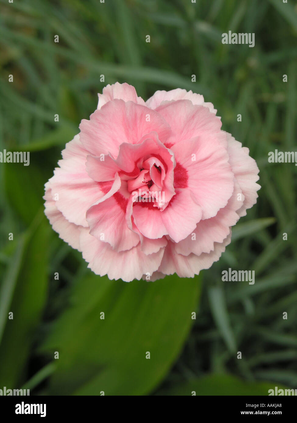 Dianthus doris hi-res stock photography and images - Alamy