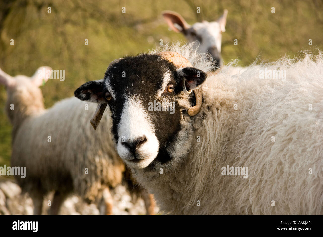 Horned wooly sheep hi-res stock photography and images - Alamy