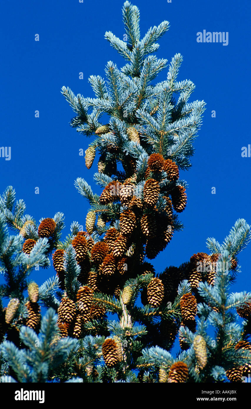 1990s PINE CONES ON BLUE SPRUCE TREE Stock Photo - Alamy