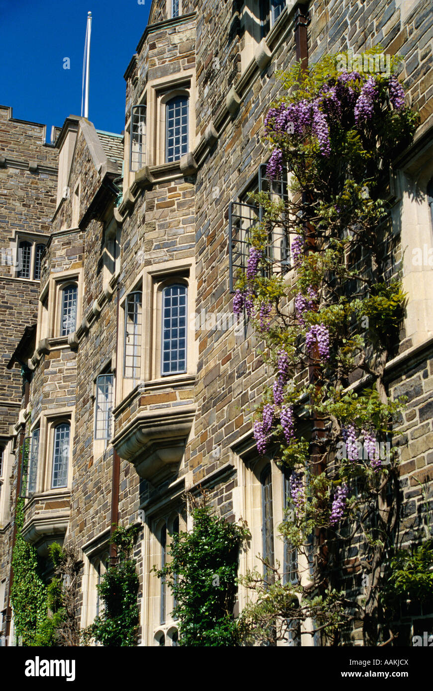PRINCETON UNIVERSITY STONE BUILDING WITH SPRING WISTERIA BLOSSOMS Stock ...