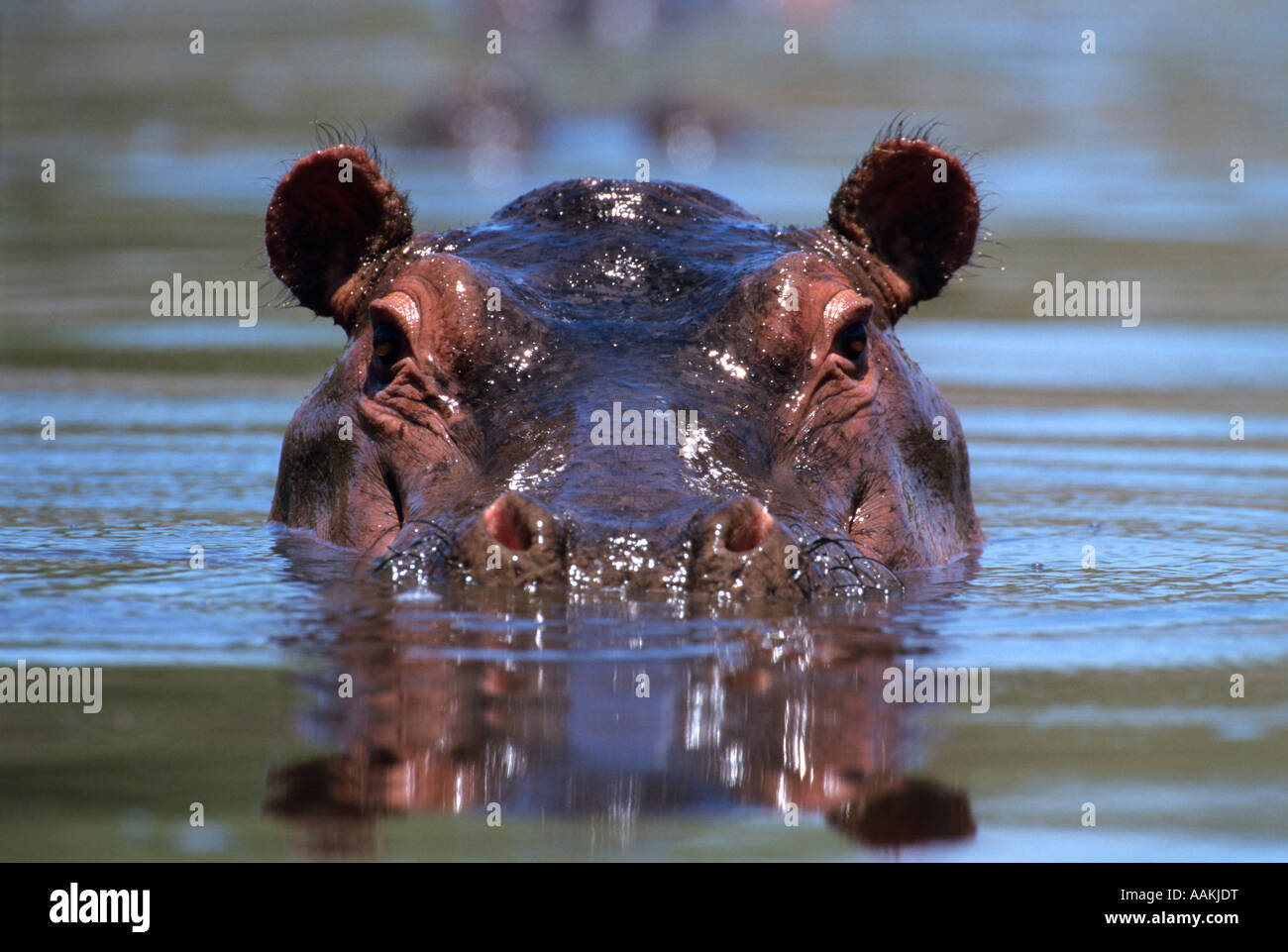 Hippo looking out of water hi-res stock photography and images - Alamy