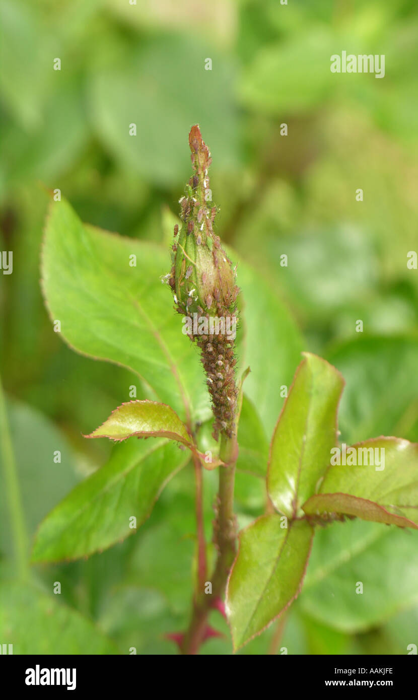 Insect infested rose bud hi-res stock photography and images - Alamy