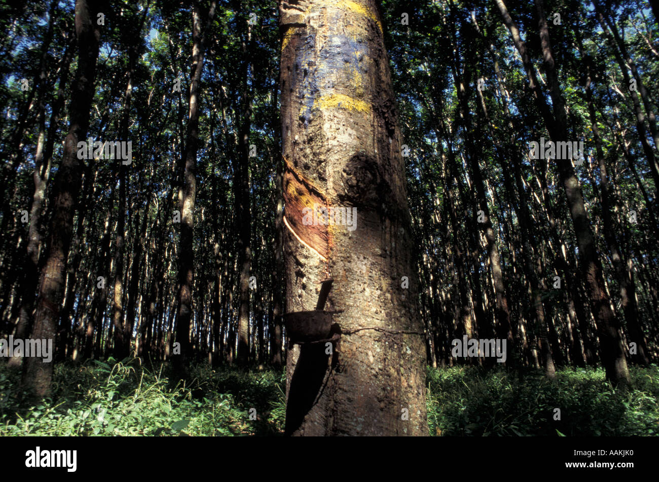 Rubber trees plantation at Espírito Santo State, southeastern Brazil ...