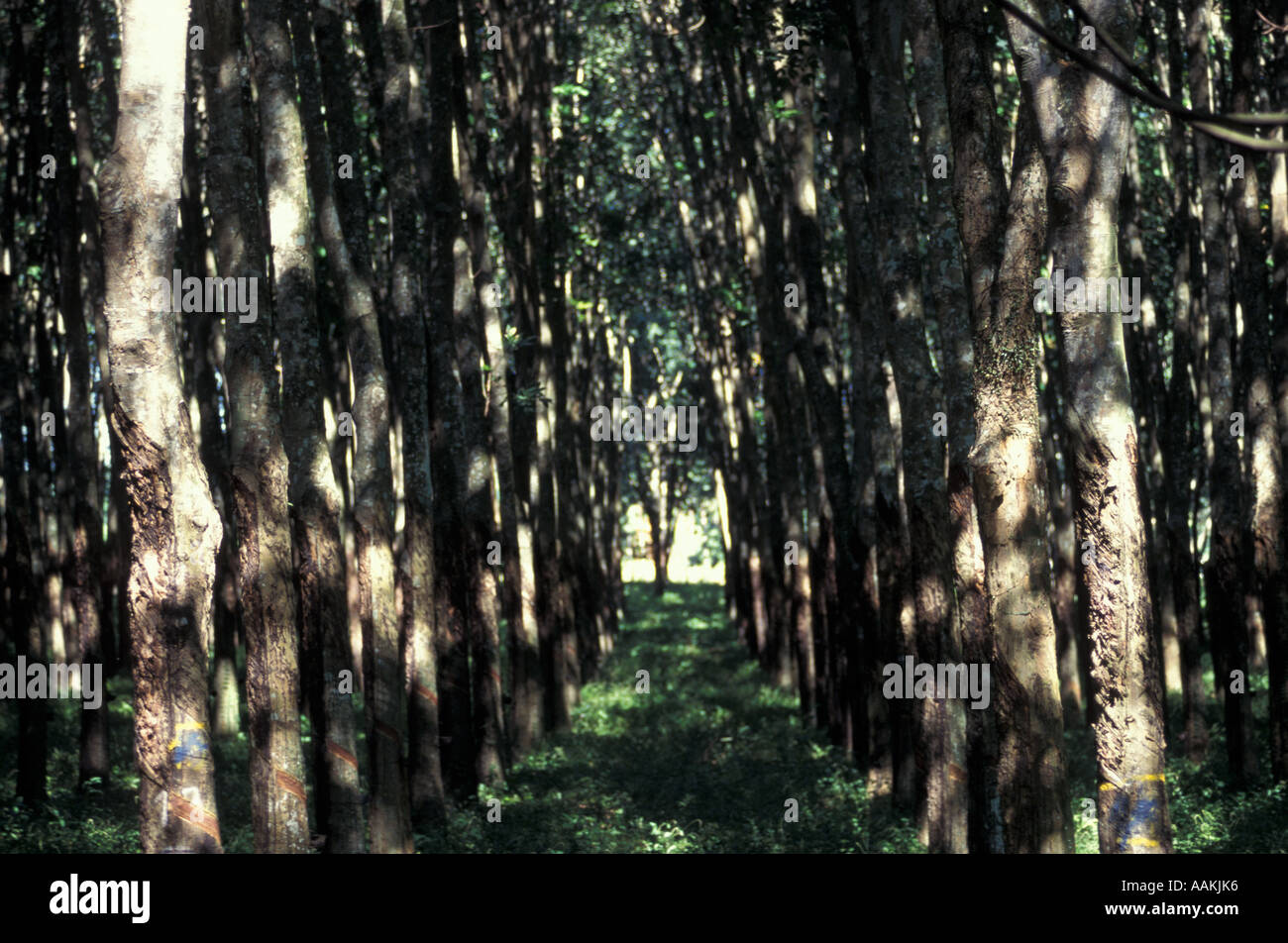 Rubber trees plantation at Espírito Santo State, southeastern Brazil ...