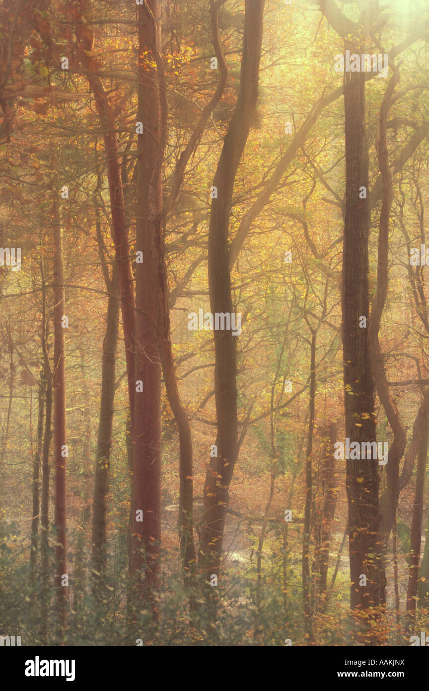 Autumn hues hackfall Woods Grewelthorpe Ripon North Yorkshire England ...