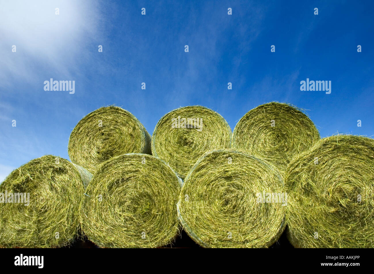 Stack of grass silage bales under blue sky, Bedale North Yorkshire ...