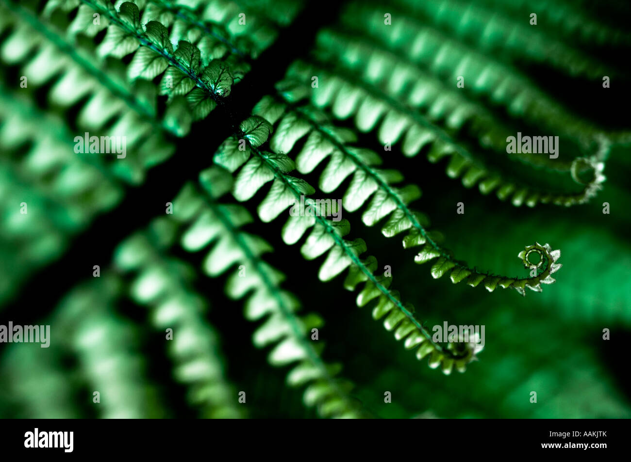 A close up picture of a Japanese sword fern Stock Photo - Alamy