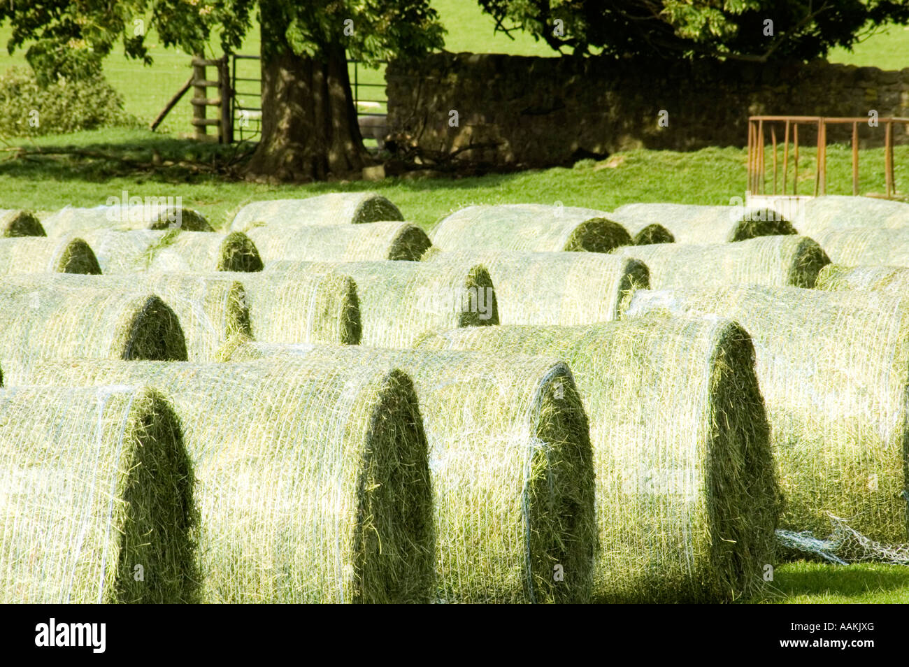 Net wrapped grass bales in rows, Bedale North yorkshire England UK 2007 ...
