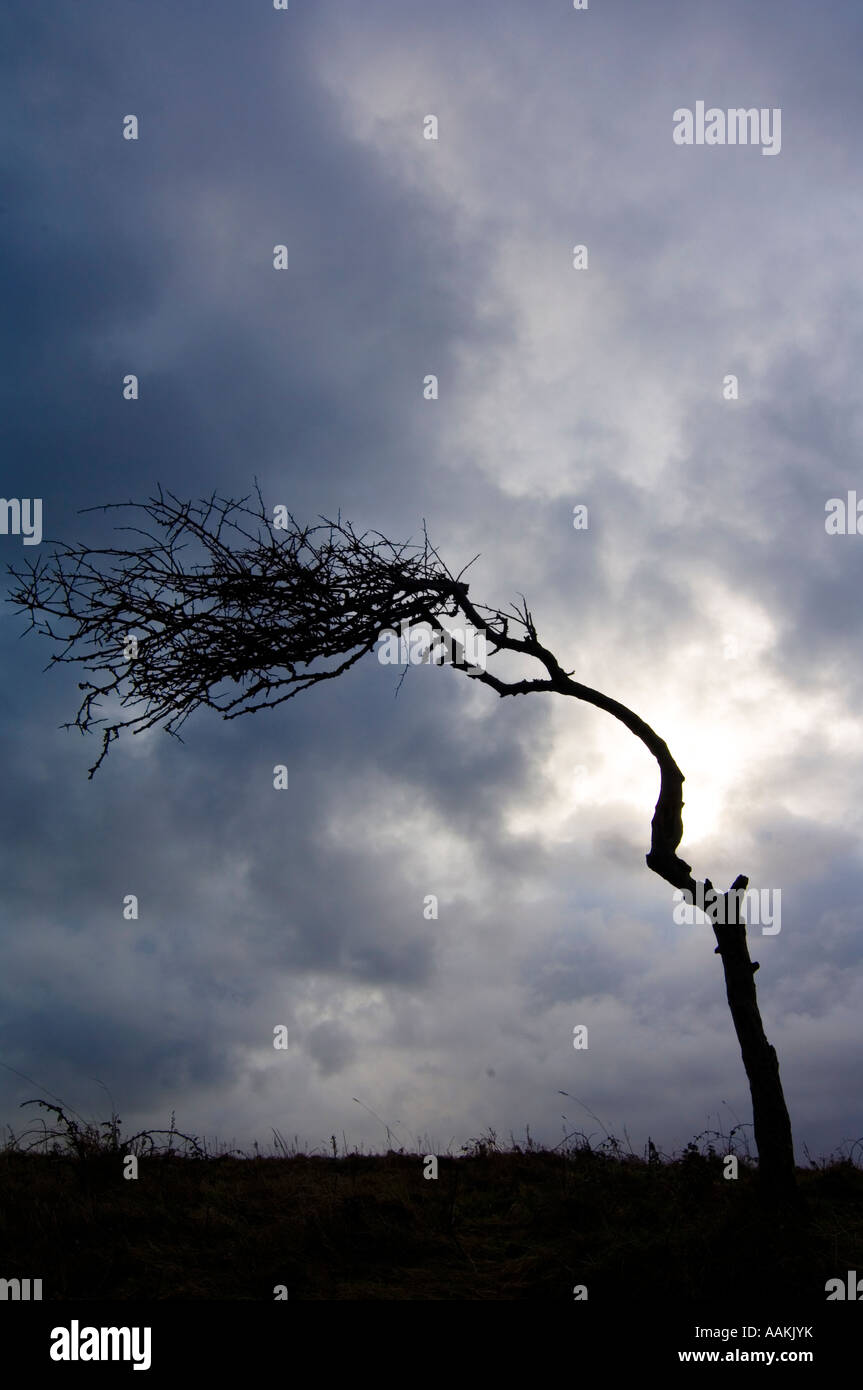 Twist in a tree hi-res stock photography and images - Alamy