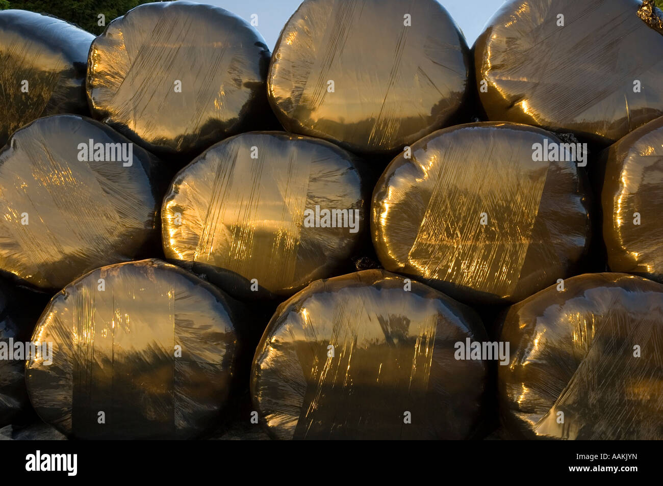 Black plastic wrapped Silage bales in stack, Bedale North yorkshire ...
