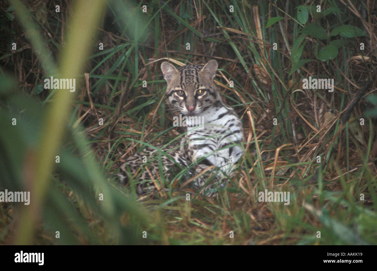 Ocelot Costa Rica High Resolution Stock Photography and Images - Alamy
