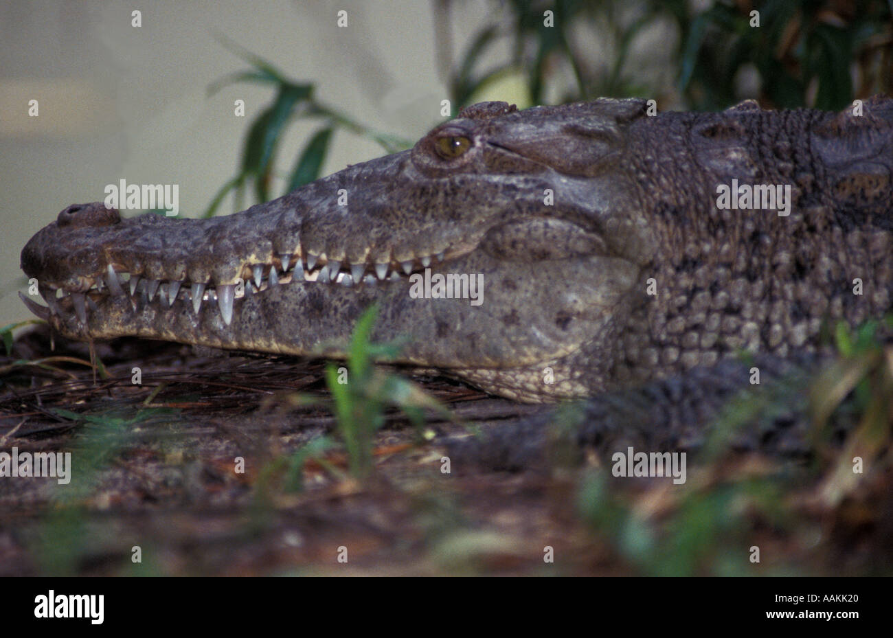 Crocodile Belize Zoo and Tropical Education Center Stock Photo - Alamy Crocodile Belize Zoo and Tropical Education Center Stock Photo - Alamy