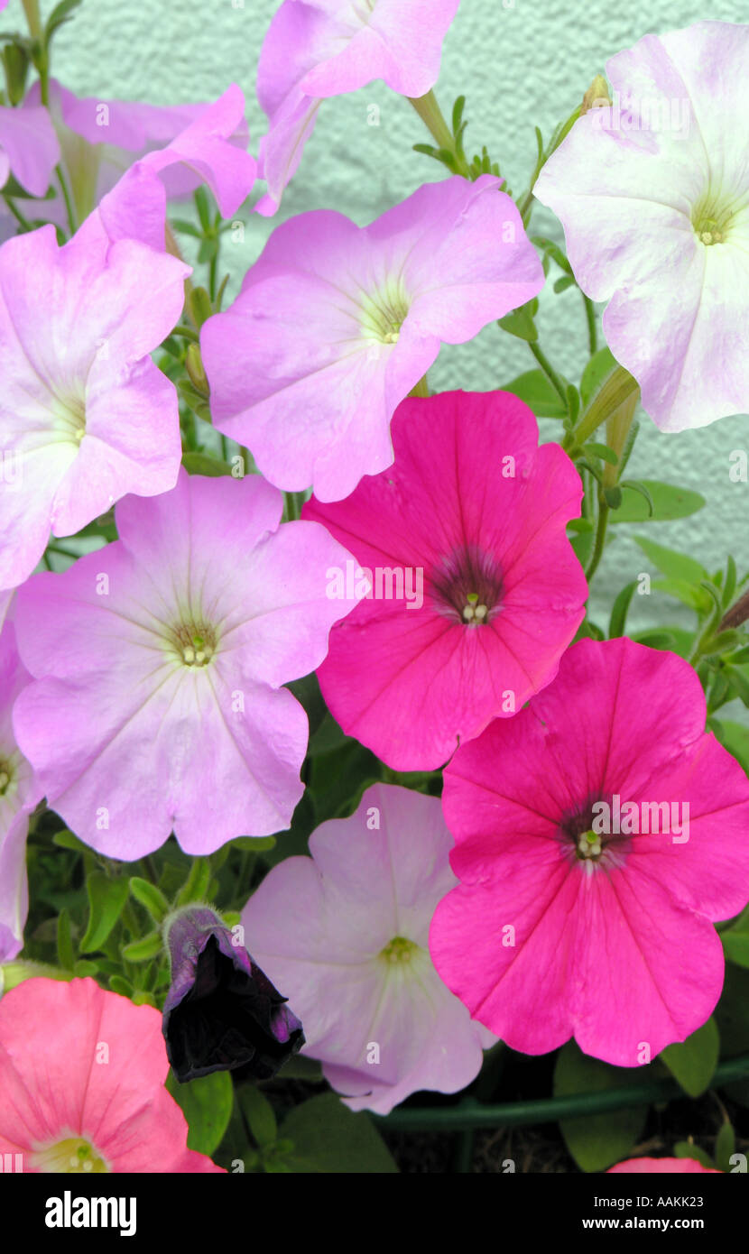 Petunia frenzy hi-res stock photography and images - Alamy