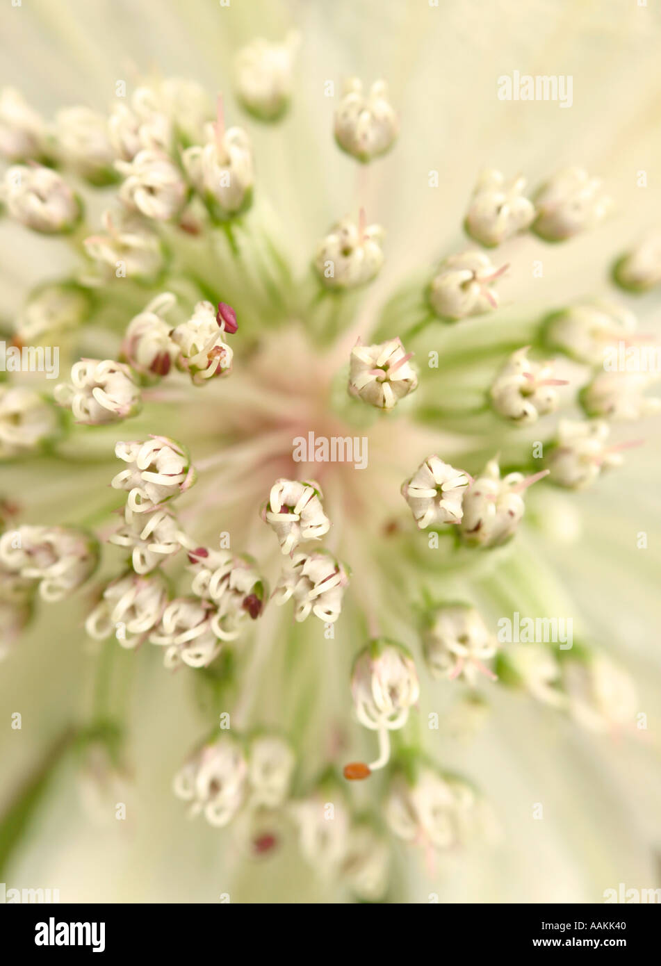 Immaculate spring planting hi-res stock photography and images - Alamy
