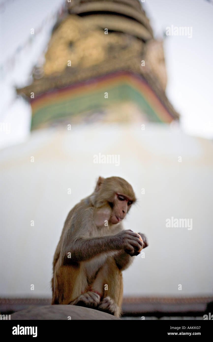 Swayambhu Nepal High Resolution Stock Photography and Images - Alamy