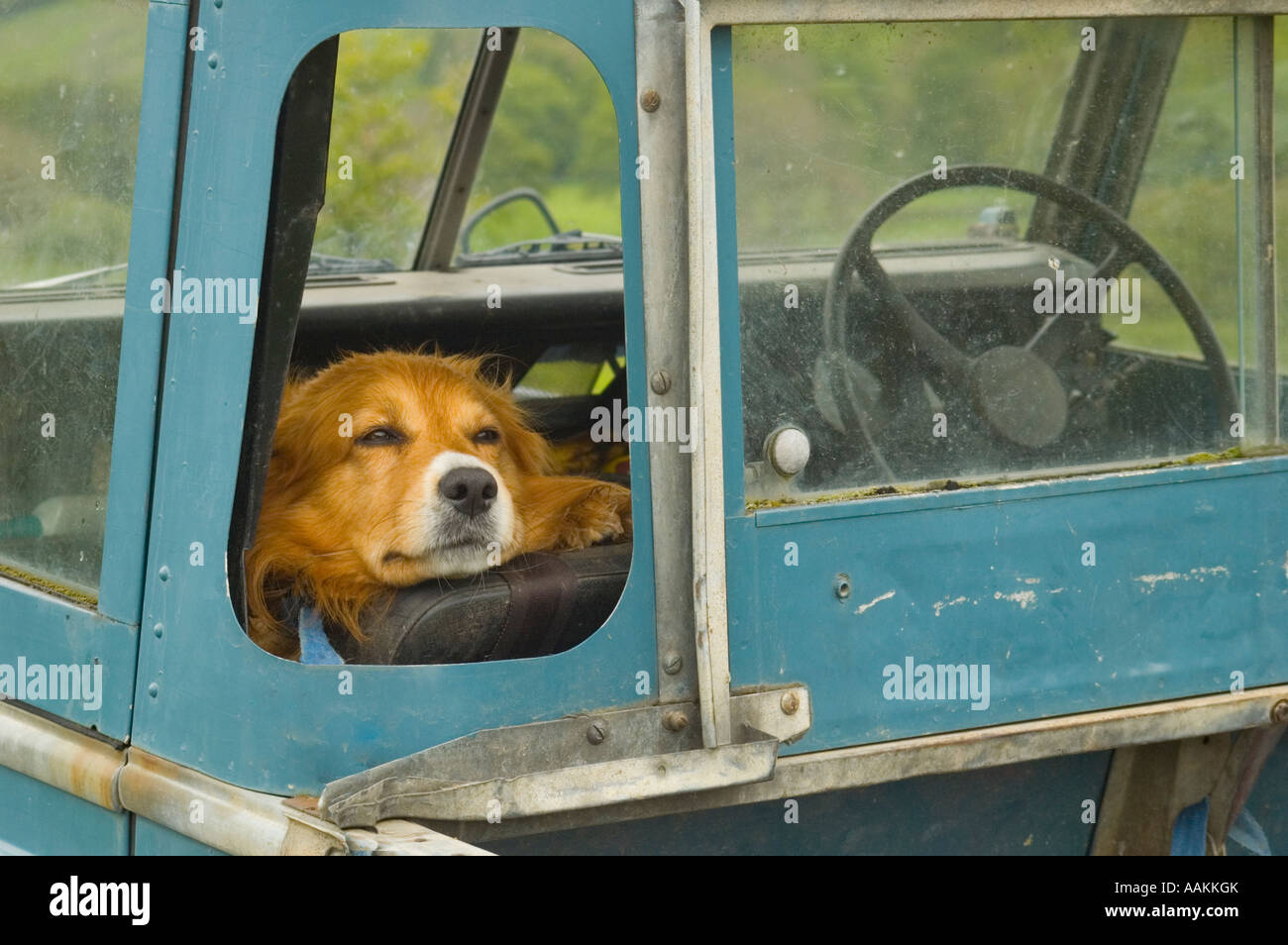 Dog land rover hi-res stock photography and images - Alamy