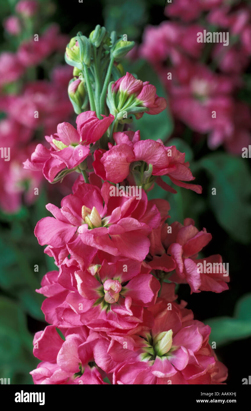 Pink matthiola hi-res stock photography and images - Alamy