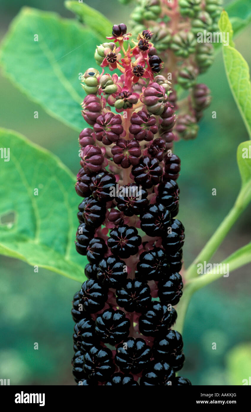 Phytolacca americana hi-res stock photography and images - Alamy