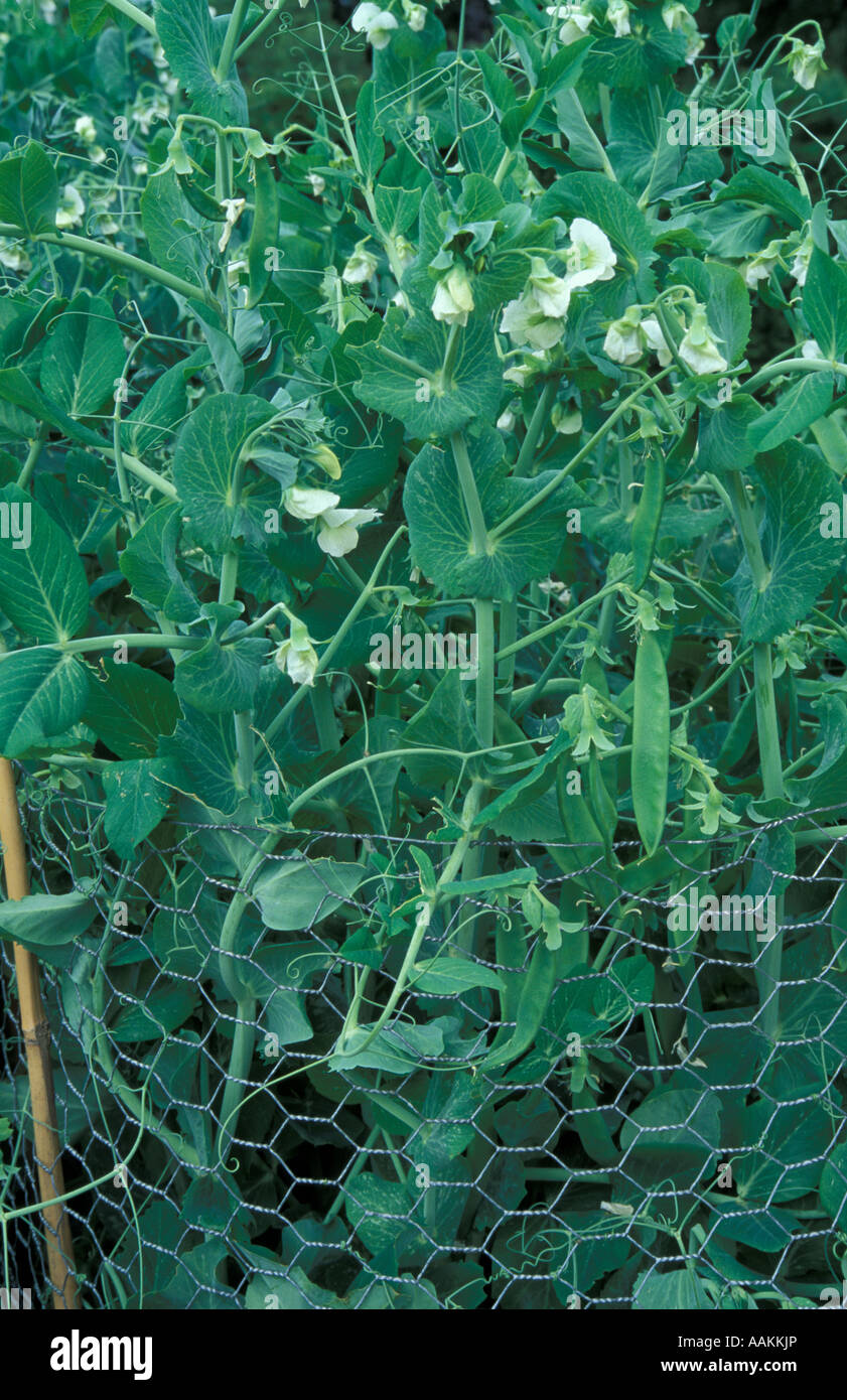 Peas with pea netting for support Stock Photo - Alamy
