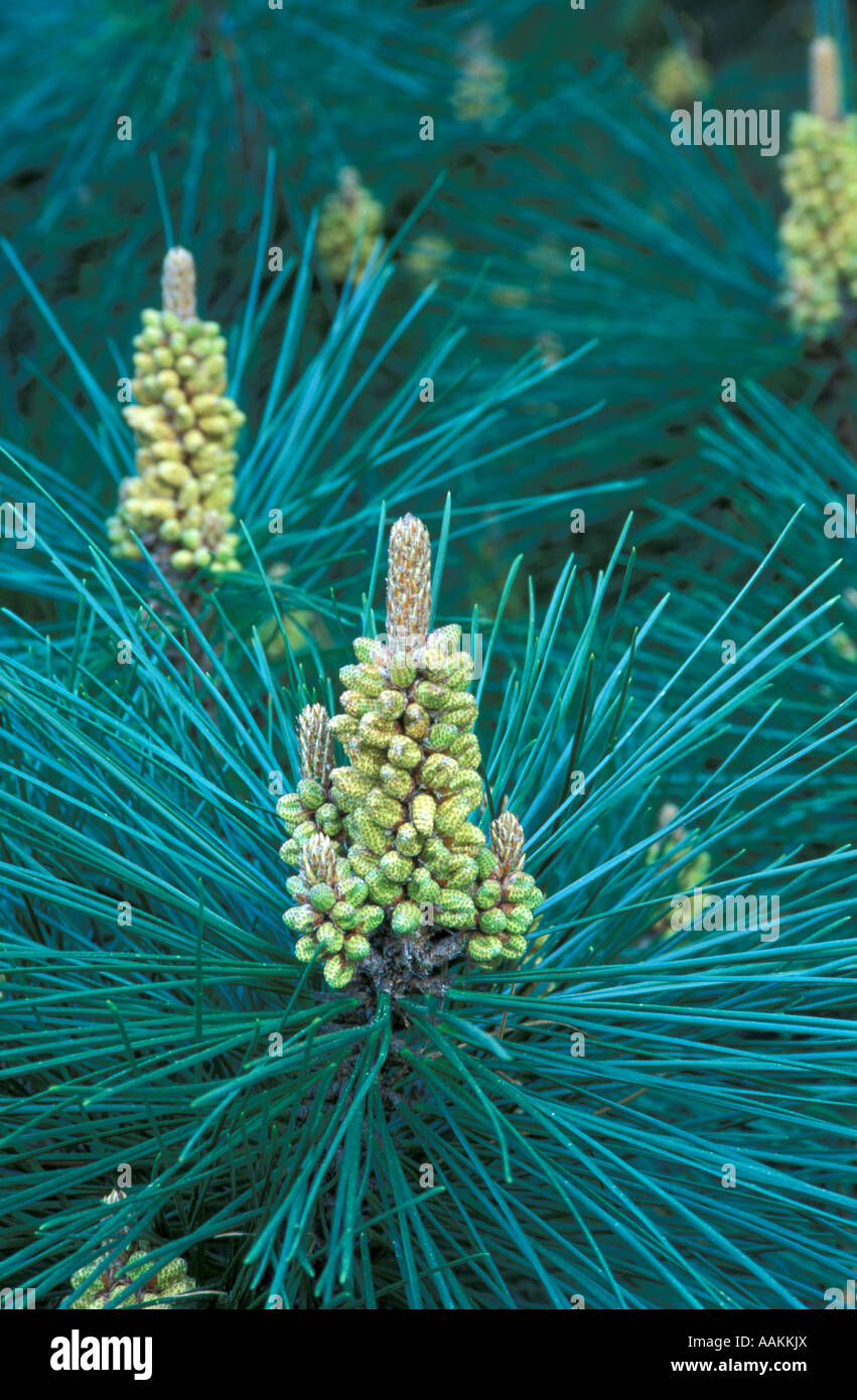 Pinus insignis hi-res stock photography and images - Alamy