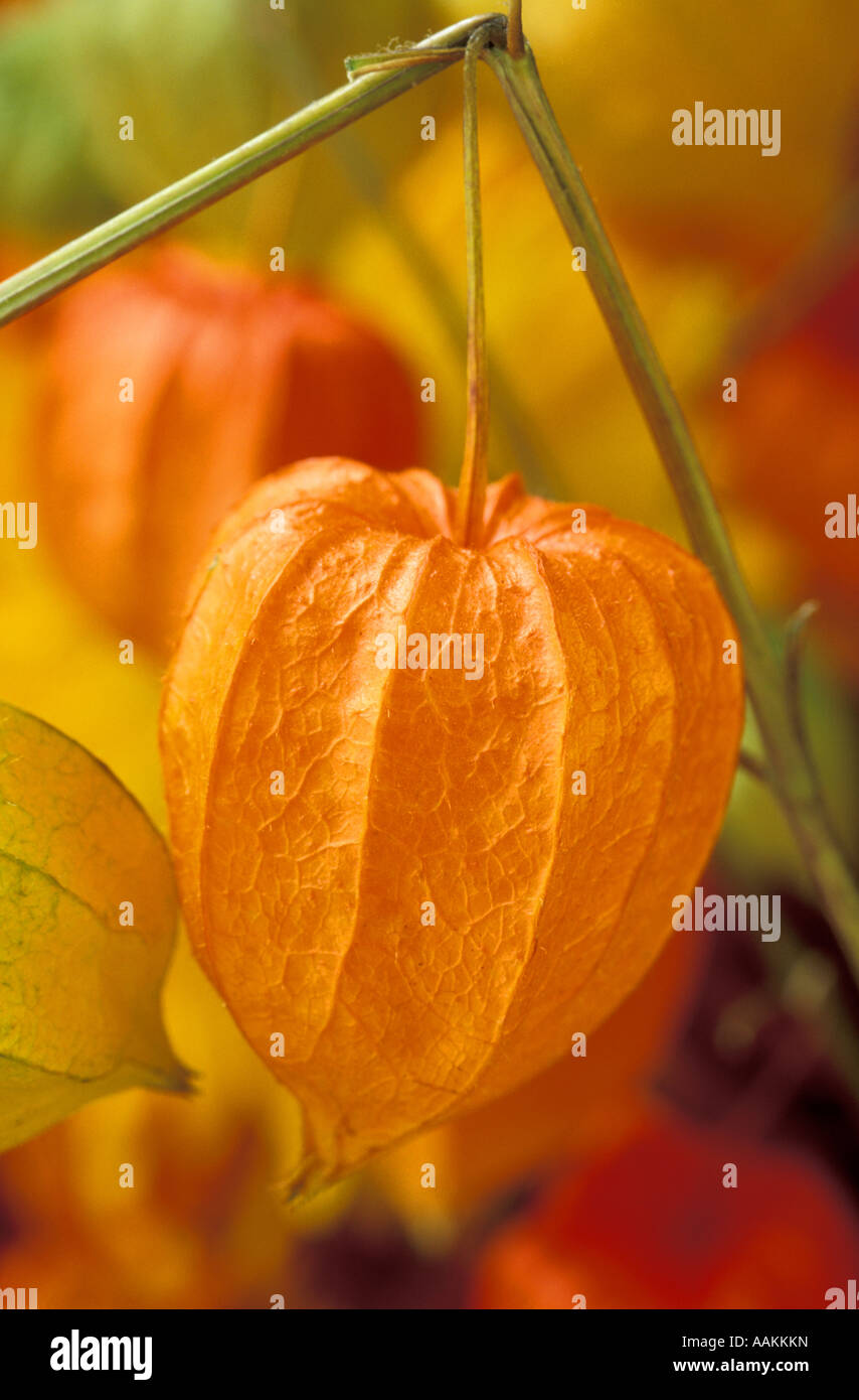 Calyces hi-res stock photography and images - Alamy