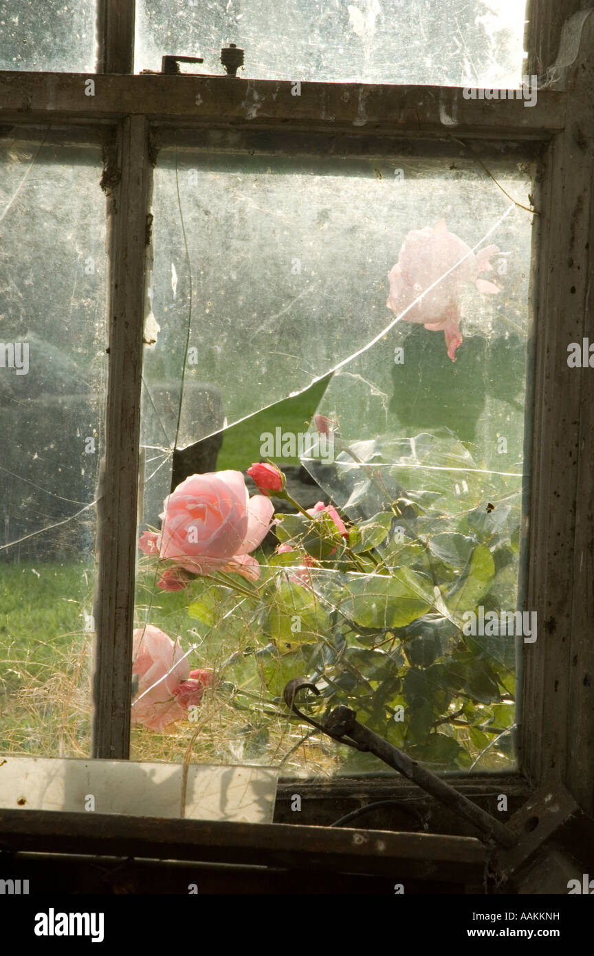 Rose through broken window, North Yorkshire England UK Stock Photo - Alamy