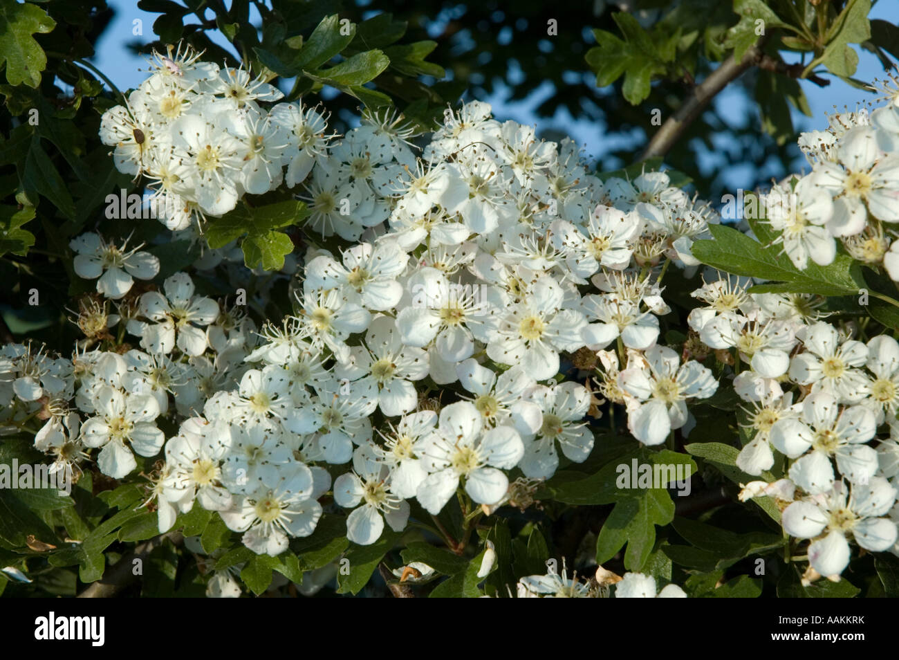Hawthorn Quickthorn in flower, North yorkshire England UK Stock Photo ...